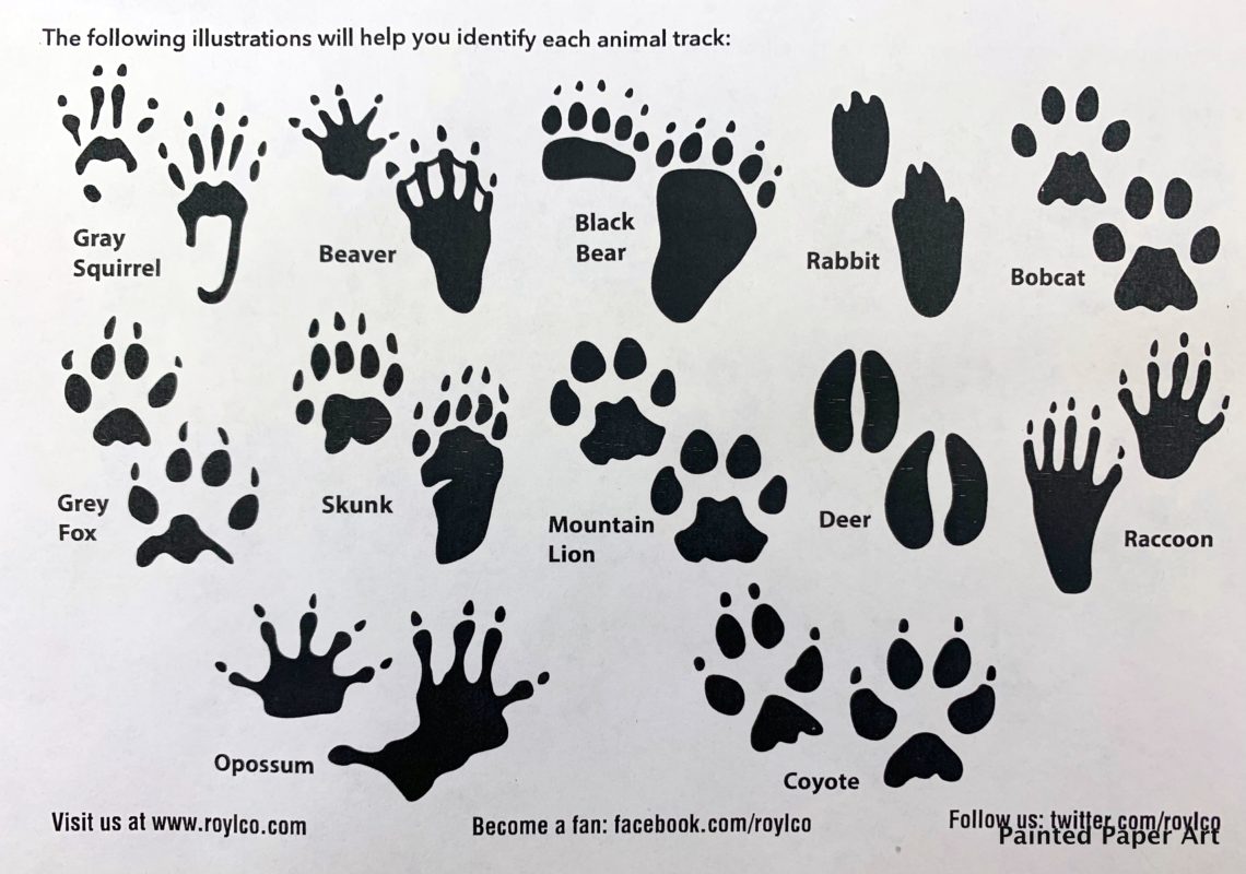 Animal Tracks