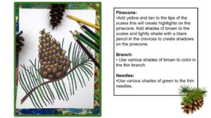 Nature Study: Pinecone