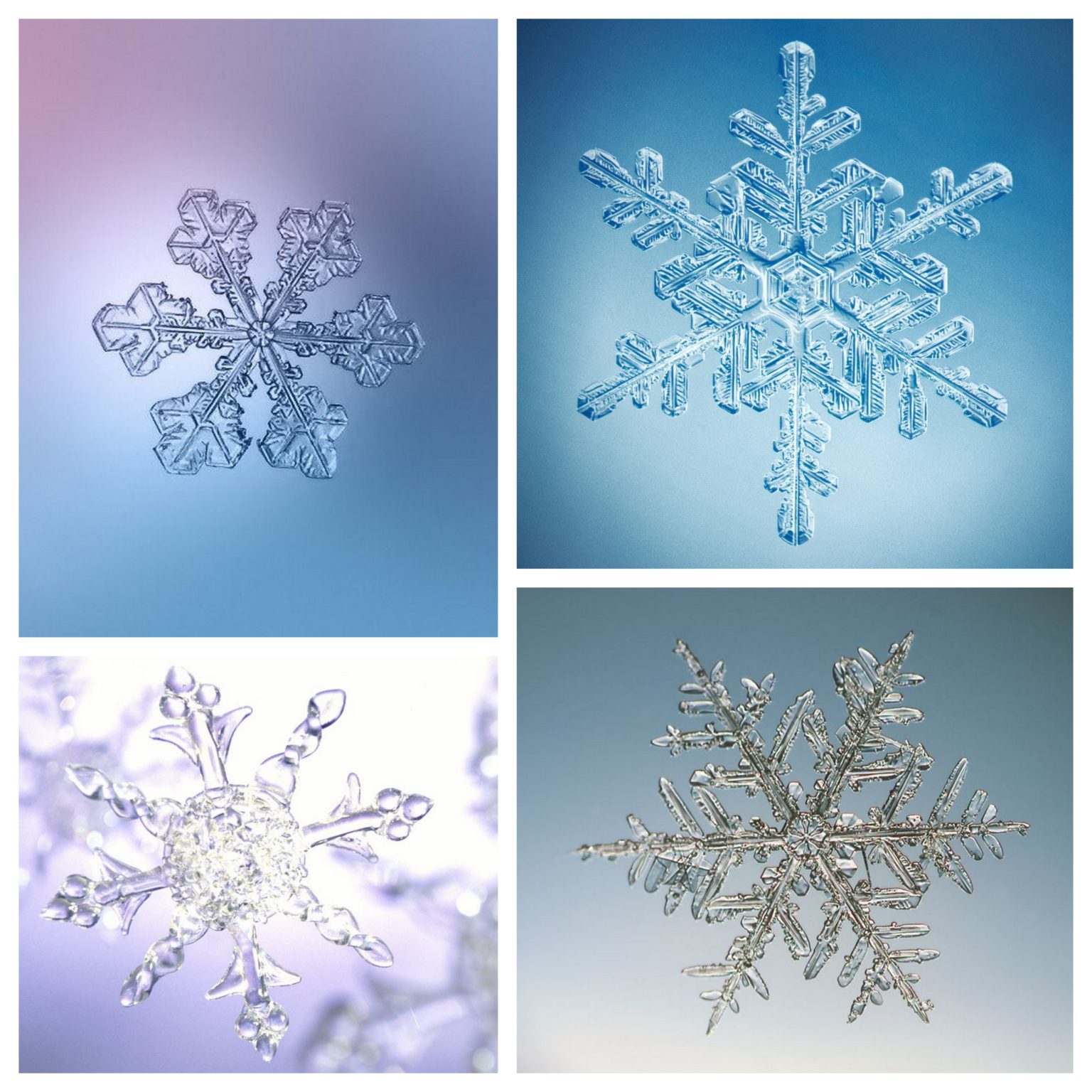 Nature Study: Snowflakes