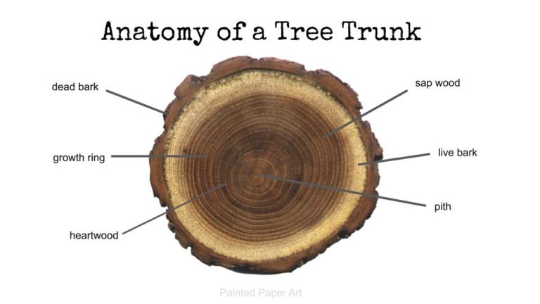 Nature Study: Tree Trunk Slices