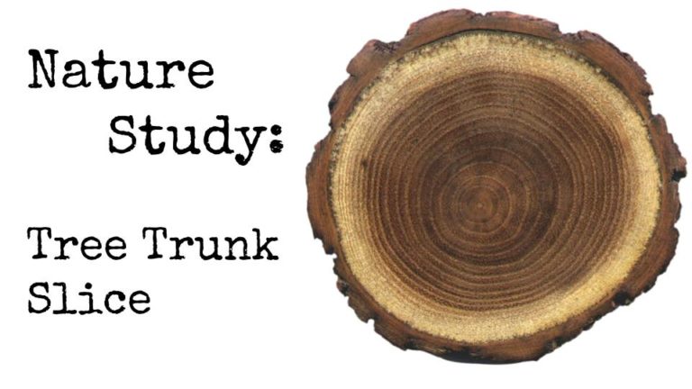 Nature Study: Tree Trunk Slices