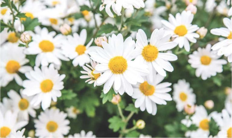 Nature Study: Daisy