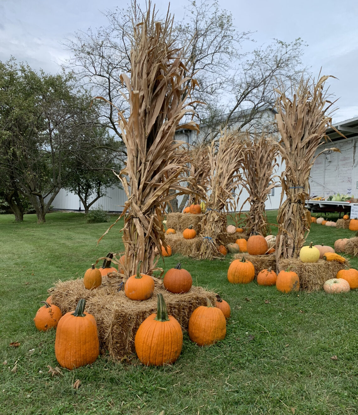 The Pumpkin Farm