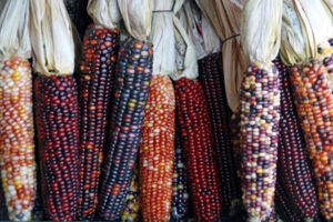 Flint Corn